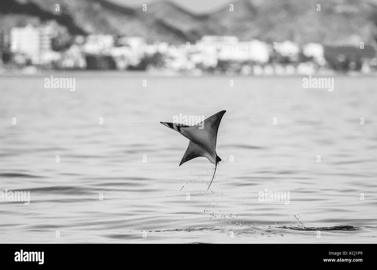 Mobula ray is jumping in the background of the city of Cabo San Lucas ...