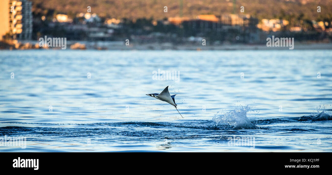Mobula ray is jumping in the background of the city of Cabo San Lucas ...