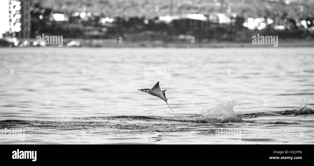 Mobula ray is jumping in the background of the city of Cabo San Lucas ...
