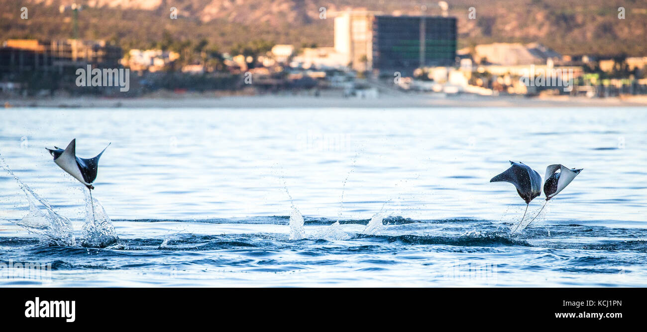 Mobula rays are jumping in the background of the city of Cabo San Lucas ...