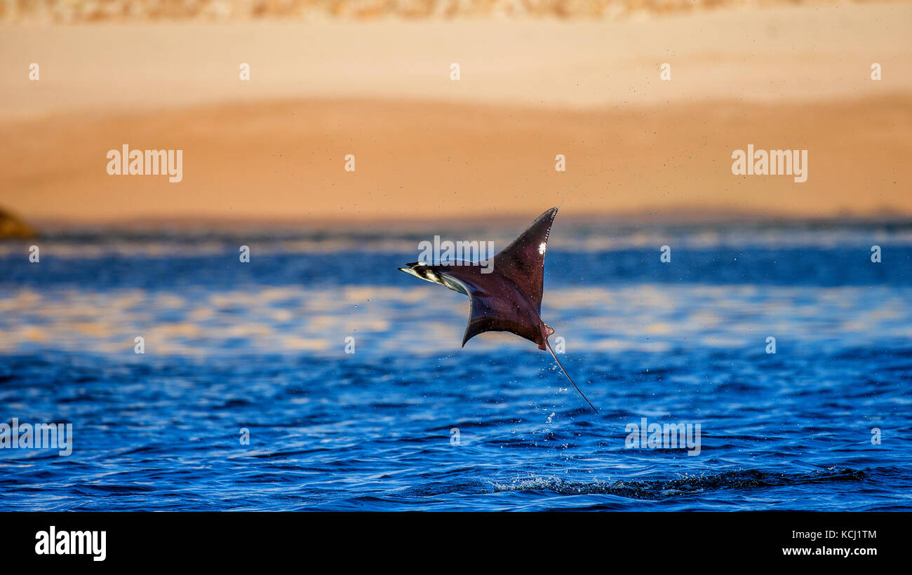 Mobula ray is jumps out of the water. Mexico. Sea of Cortez. California ...