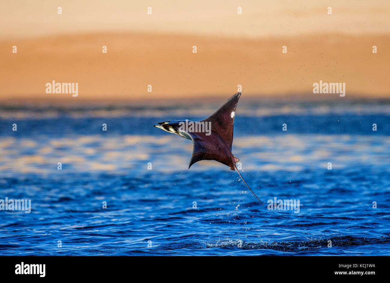 Mobula ray is jumps out of the water. Mexico. Sea of Cortez. California ...