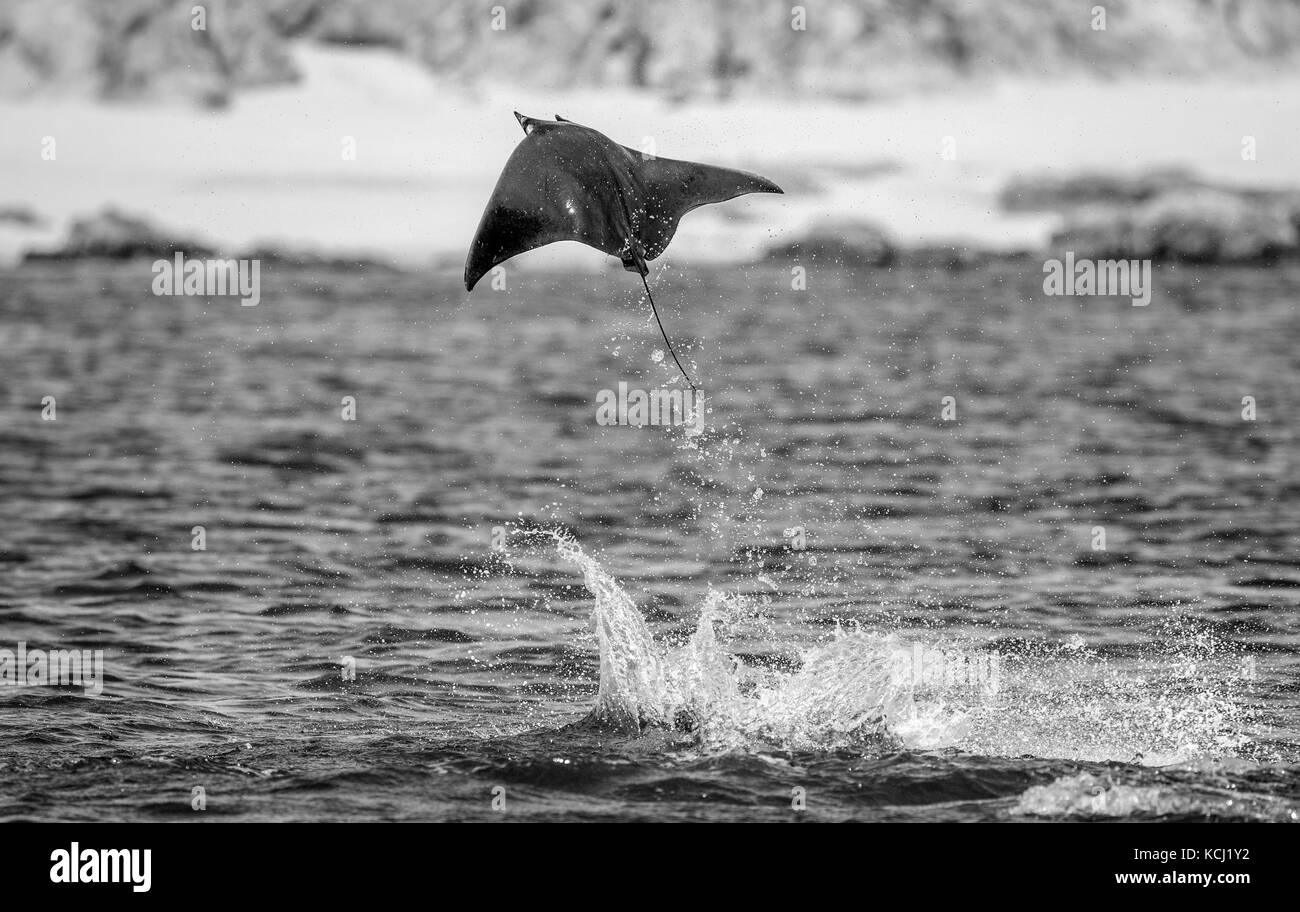 Mobula ray is jumps out of the water. Mexico. Sea of Cortez. California ...
