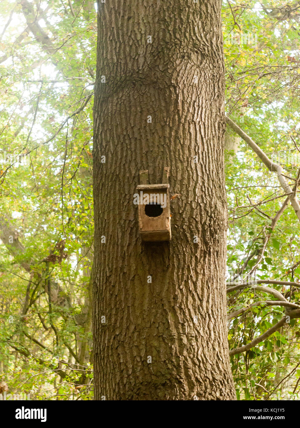 empty tree wooden handmade original bird box; essex; england; uk Stock ...