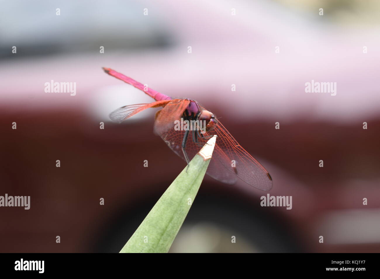 Dropwing hi-res stock photography and images - Alamy