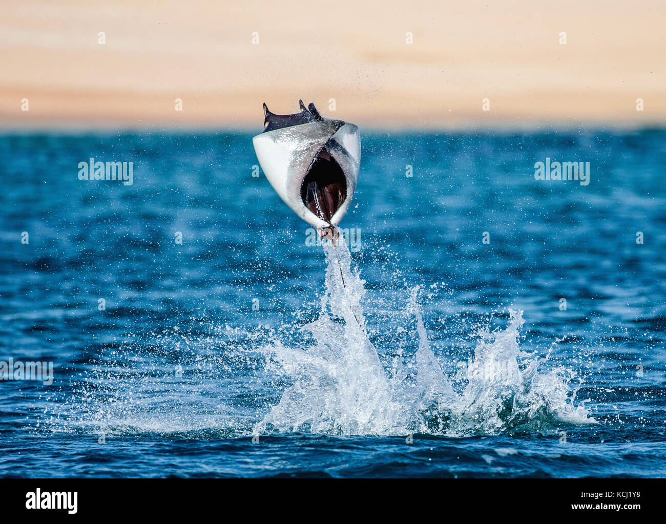Mobula ray is jumps out of the water. Mexico. Sea of Cortez. California ...