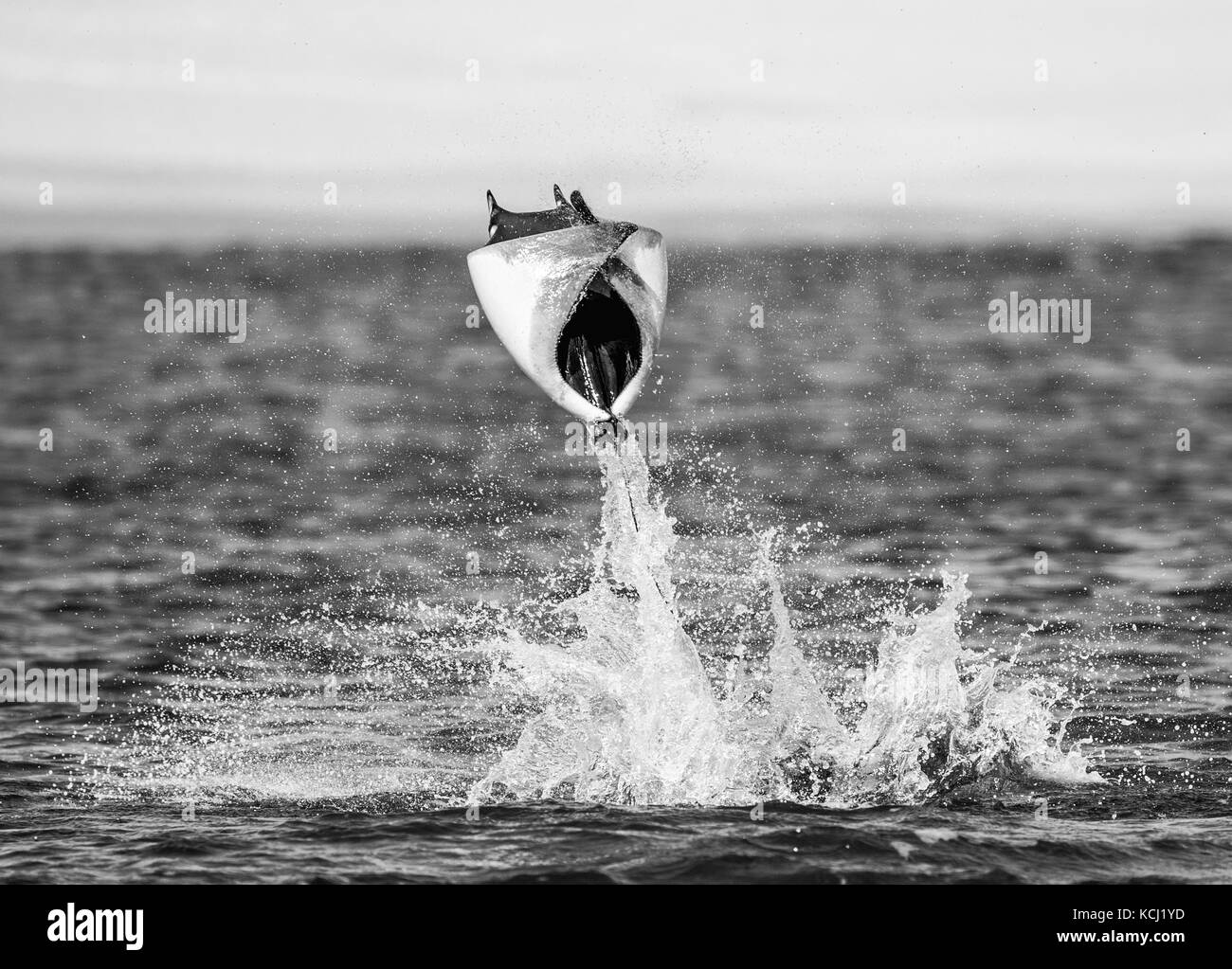 Mobula ray is jumps out of the water. Mexico. Sea of Cortez. California ...