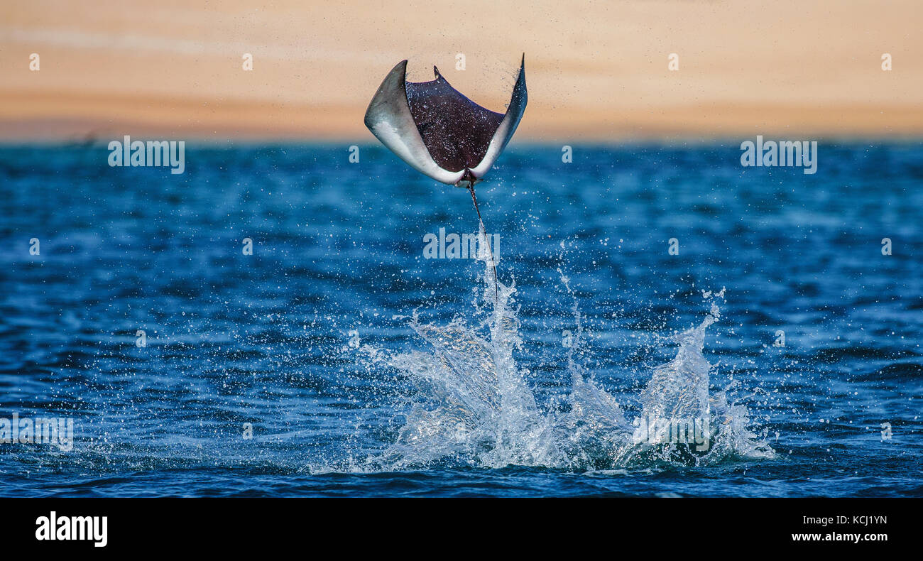 Mobula ray is jumps out of the water. Mexico. Sea of Cortez. California ...