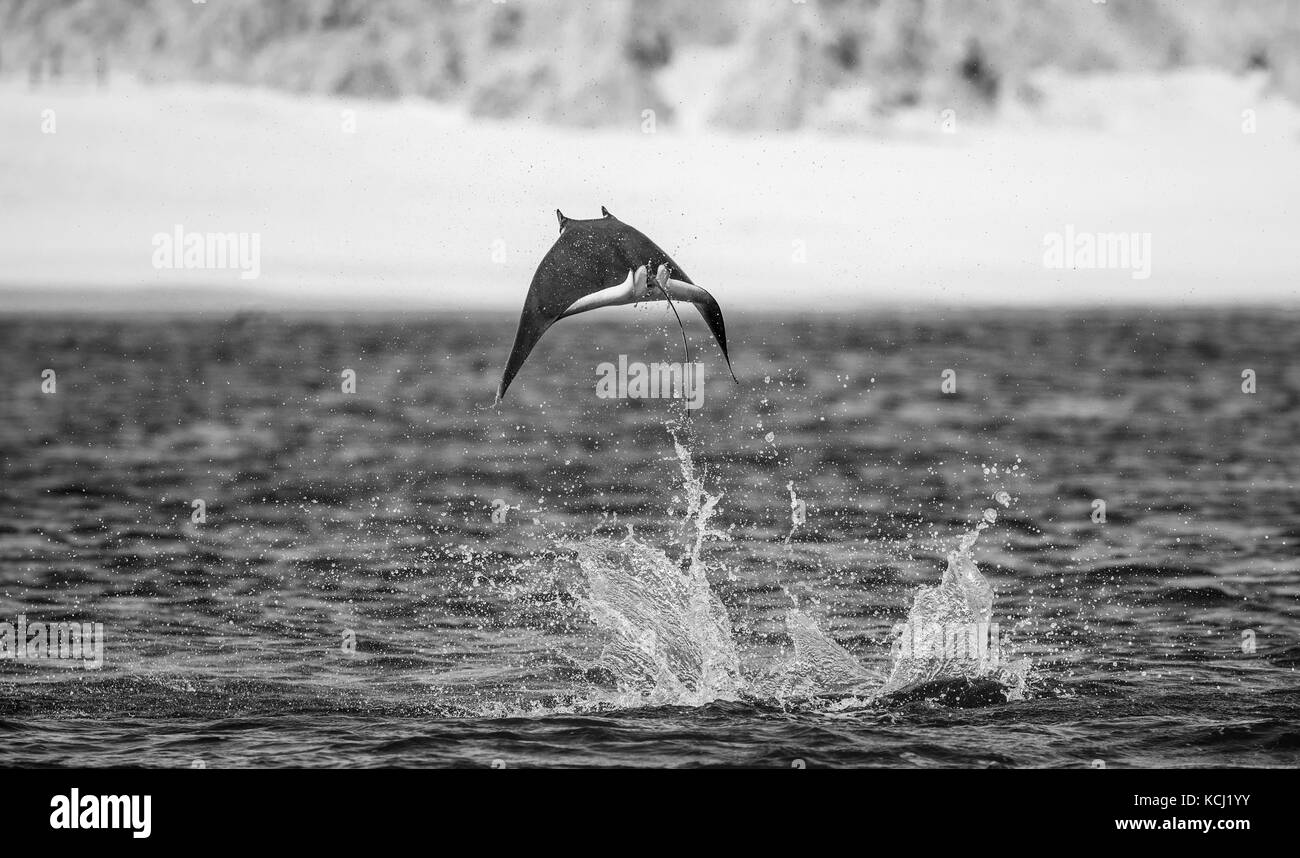 Flying mobula Black and White Stock Photos & Images - Alamy