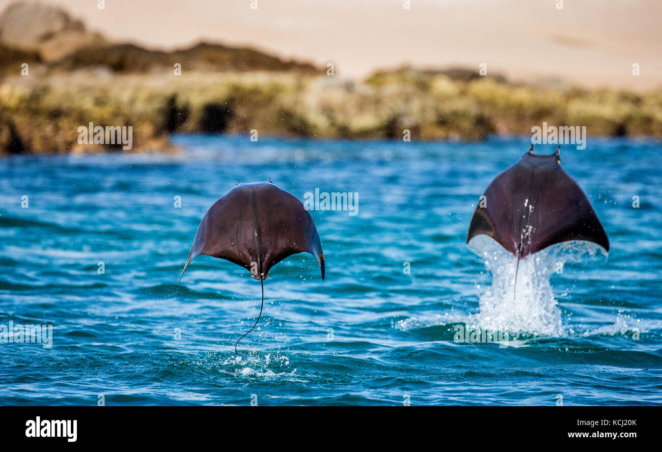 Mobula rays are jumps out of the water. Mexico. Sea of Cortez ...