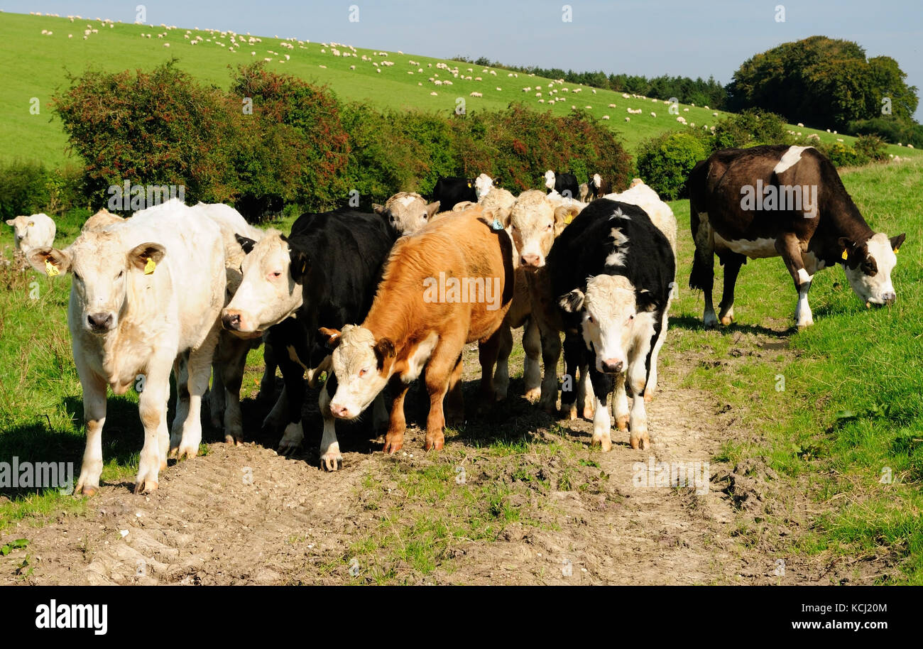 Cattle gathering hi-res stock photography and images - Alamy