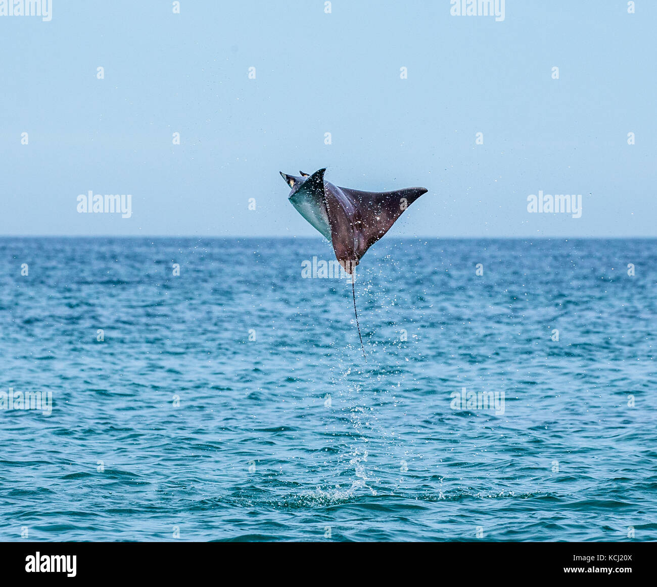Mobula ray is jumps out of the water. Mexico. Sea of Cortez. California ...