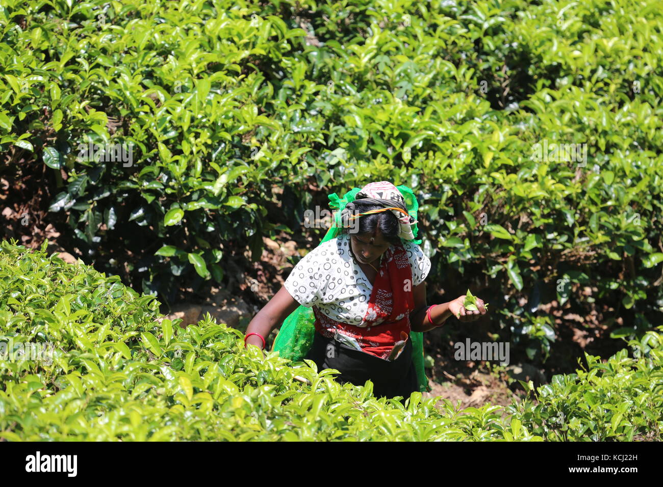 Tee strauch hi-res stock photography and images - Alamy