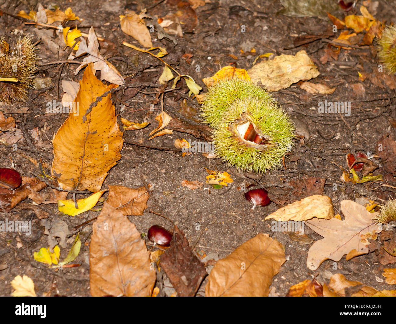 brown ripe fresh sweet chestnuts on forest floor with green shells open ...