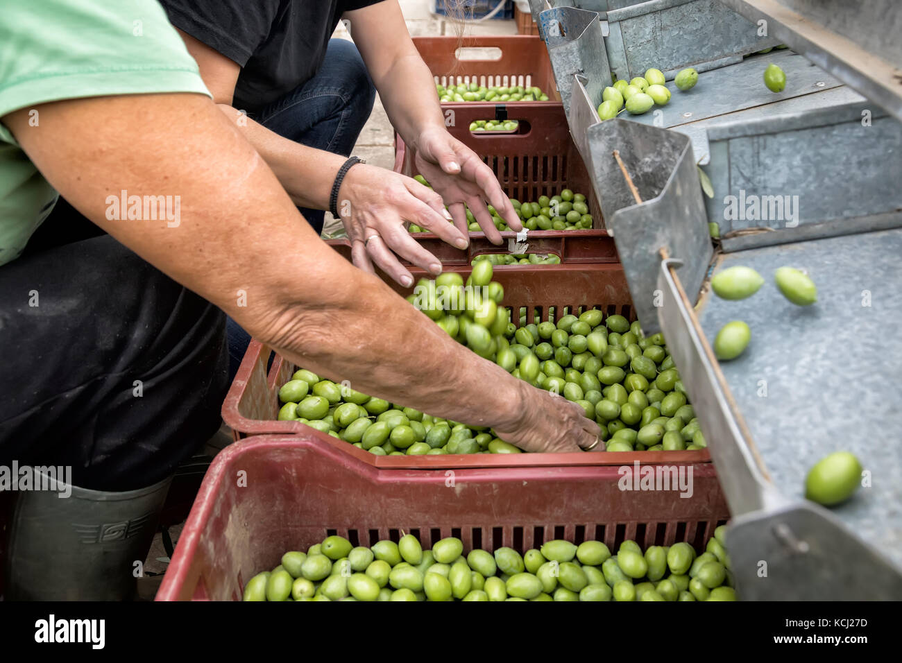 Hand sorting hi-res stock photography and images - Alamy