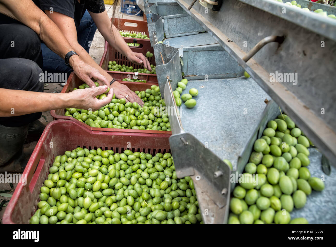 Hand sorting out collected green olives in Chalkidiki, Greece Stock ...