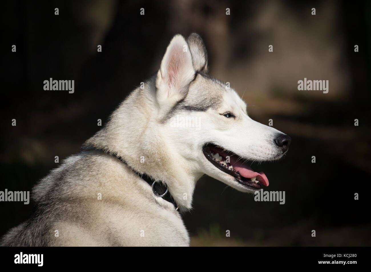Siberian husky eyes close up hi-res stock photography and images - Alamy