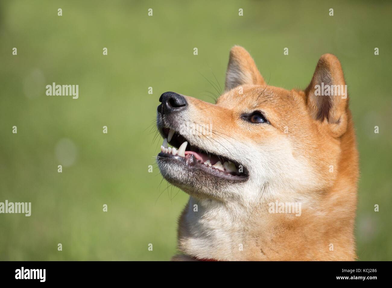 portrait of a Japanese shiba inu dog looking on up with an open mouth ...