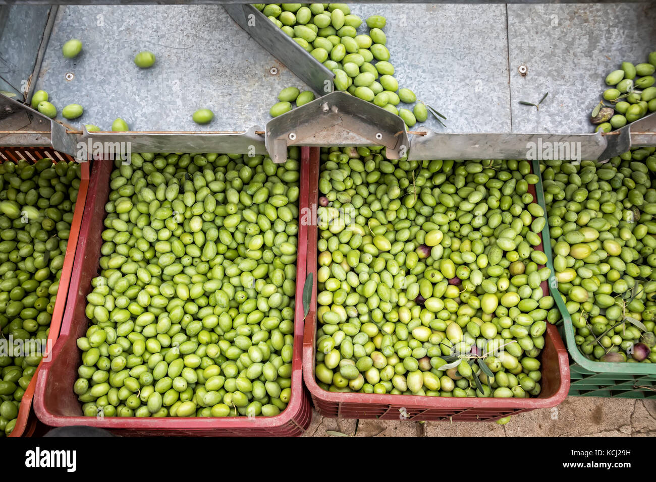 Hand sorting out collected green olives in Chalkidiki, Greece Stock ...