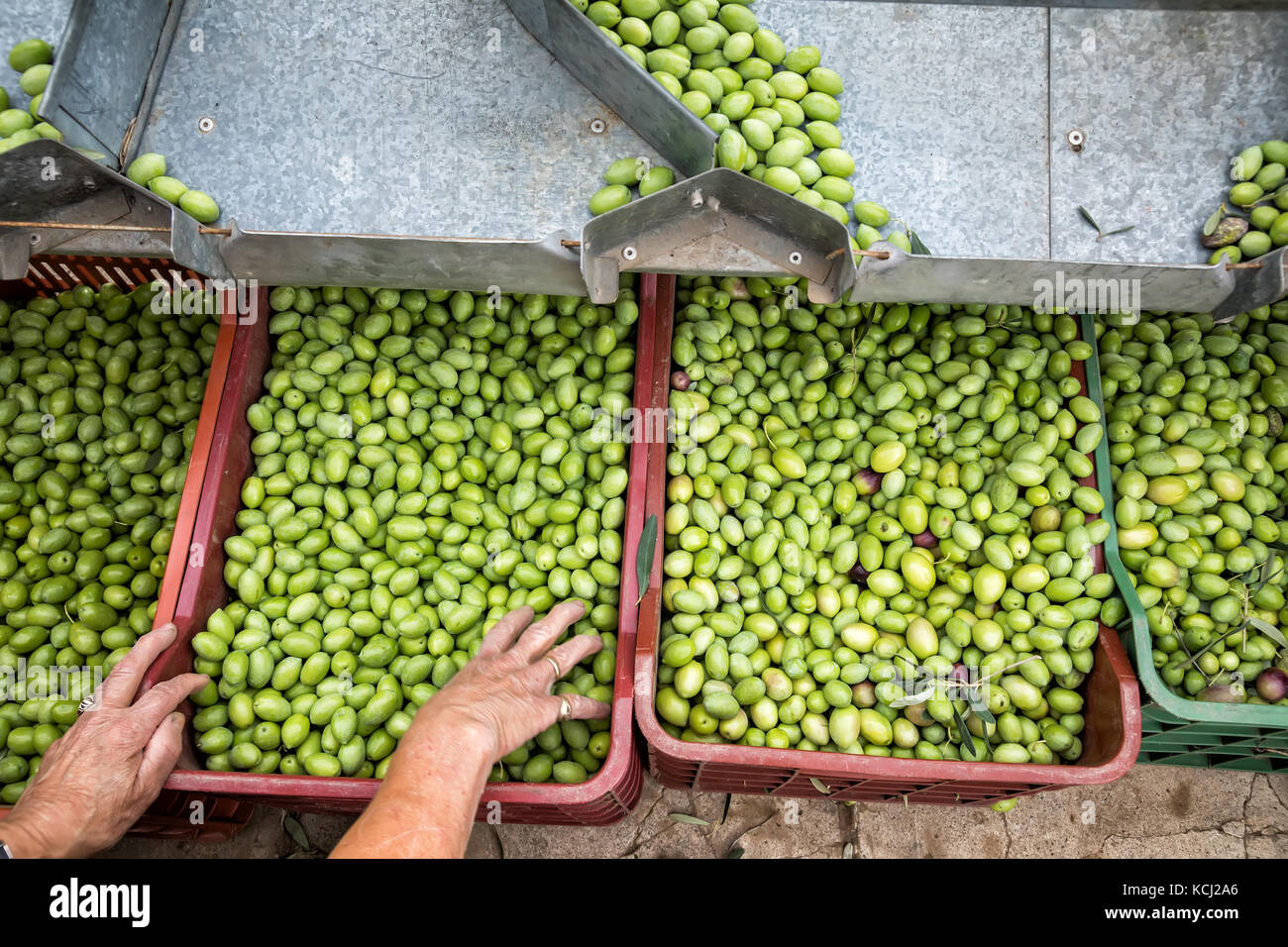 Hand sorting out collected green olives in Chalkidiki, Greece Stock ...
