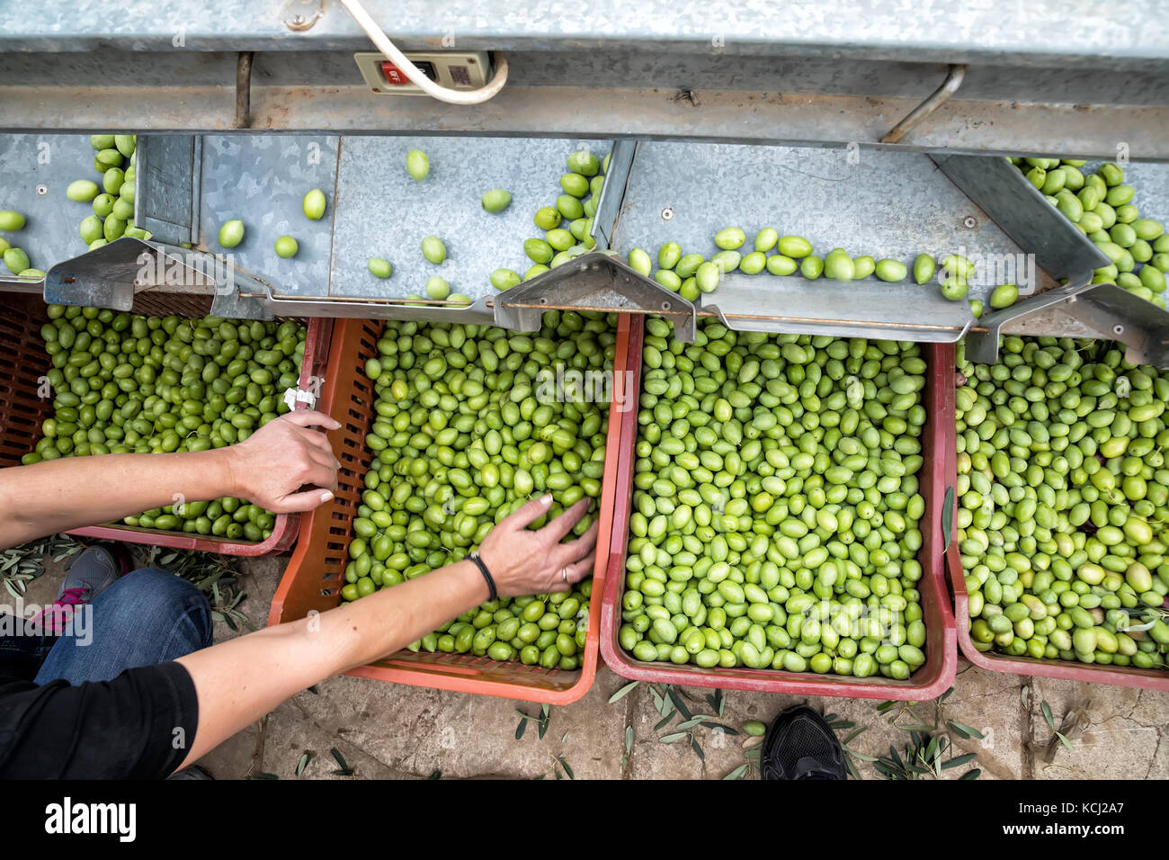 Hand sorting out collected green olives in Chalkidiki, Greece Stock ...