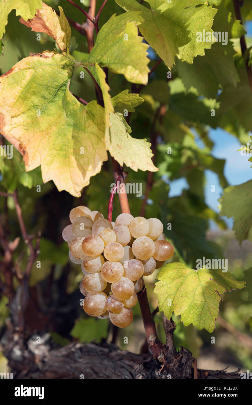 Amber Cluster Vine Autumn Harvest Golden Stock Photo - Alamy
