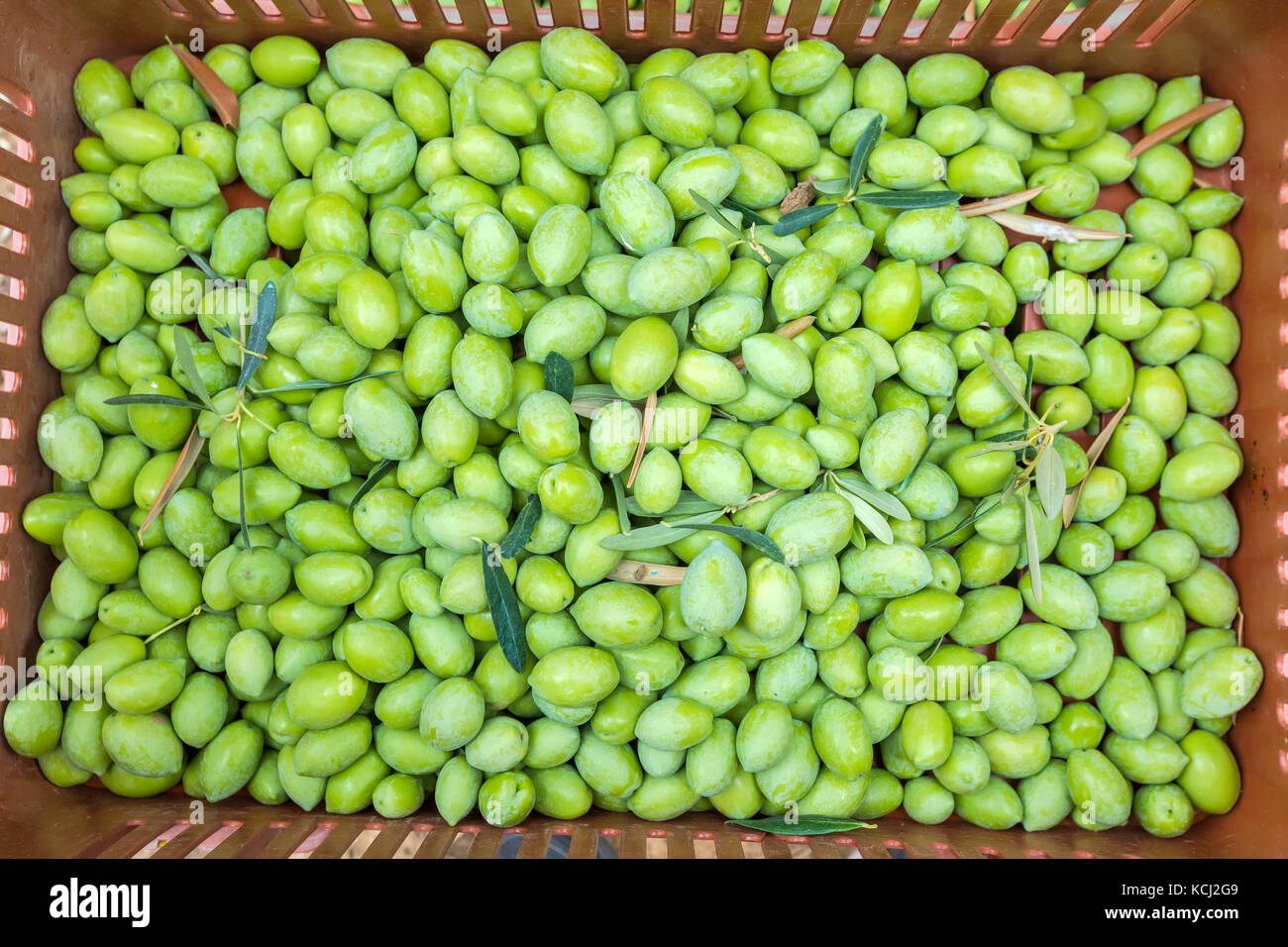 Ripe green olives collected in box, in Chalkidiki, Greece Stock Photo ...