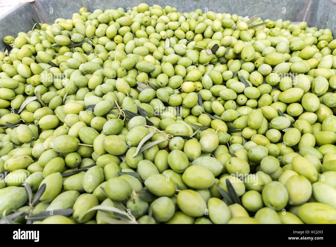Hand sorting out collected green olives in Chalkidiki, Greece Stock ...
