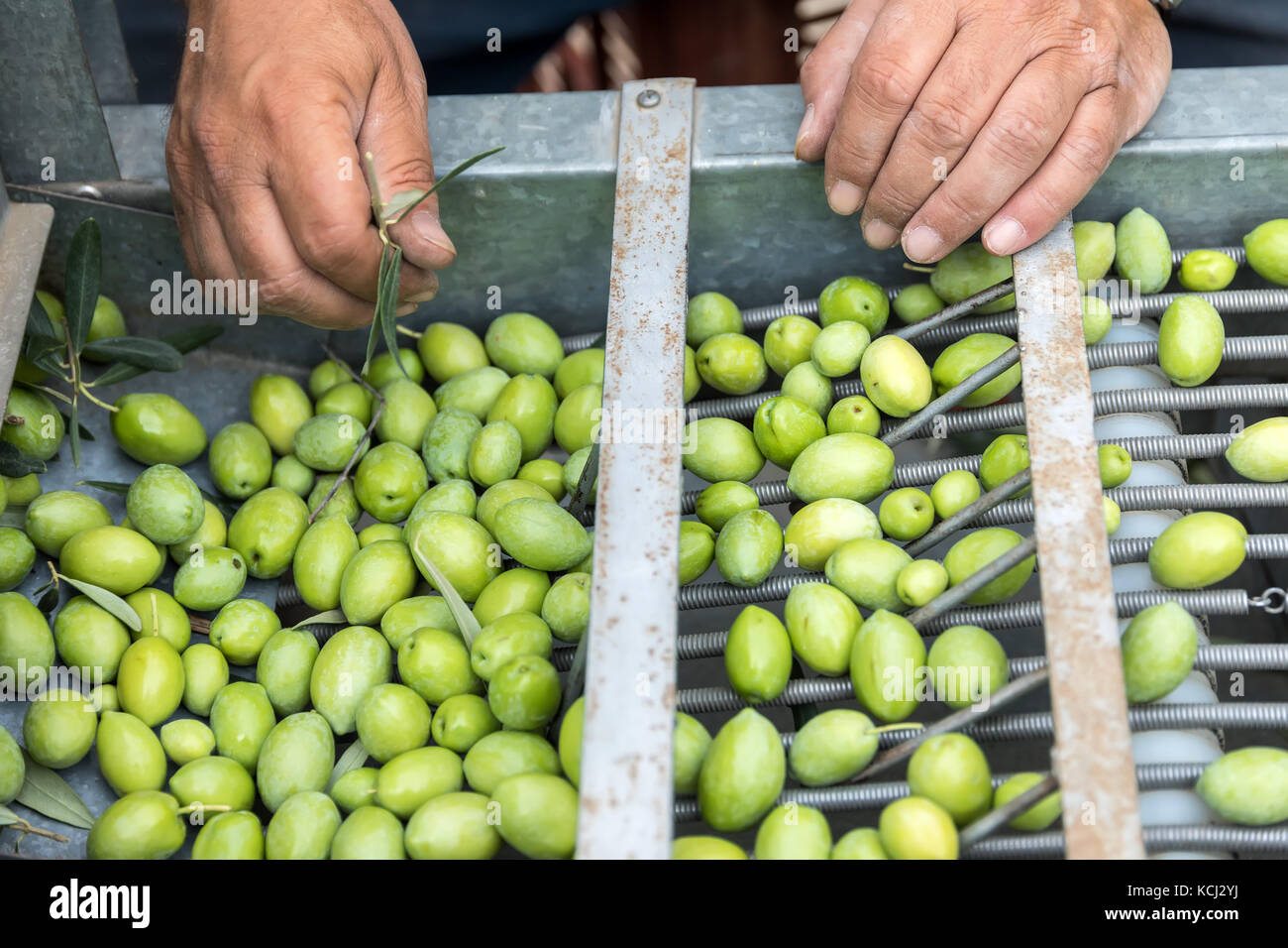 Sorting olives hi-res stock photography and images - Alamy