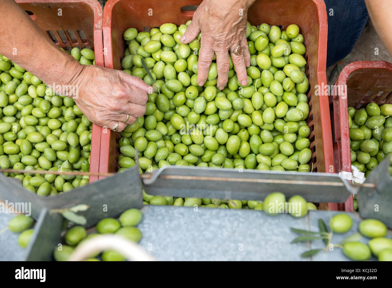 Hand sorting out collected green olives in Chalkidiki, Greece Stock ...