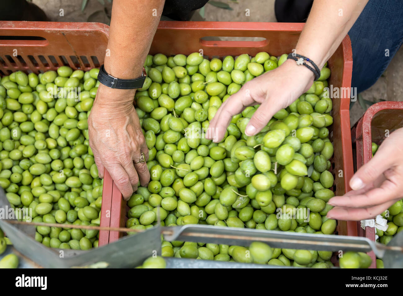 Hand sorting out collected green olives in Chalkidiki, Greece Stock ...