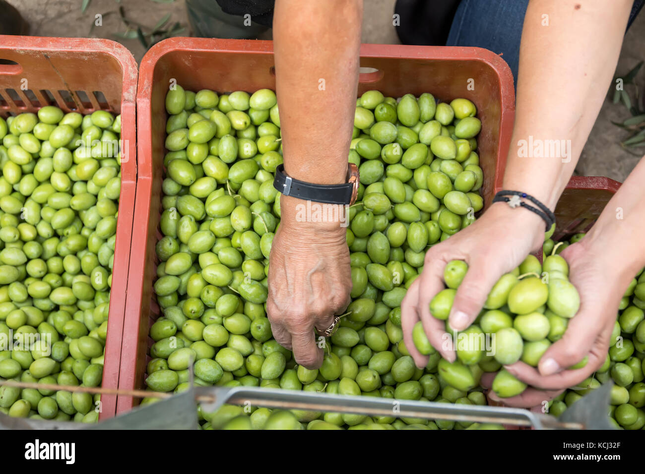 Hand sorting out collected green olives in Chalkidiki, Greece Stock ...