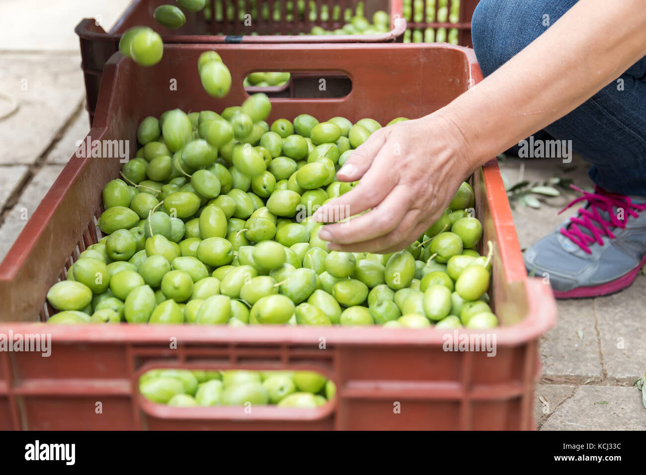 Hand sorting out collected green olives in Chalkidiki, Greece Stock ...