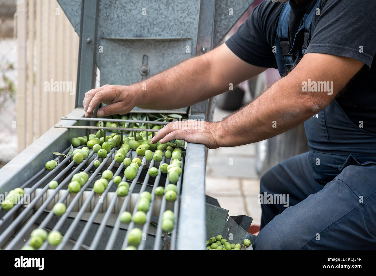 Hand sorting out collected green olives in Chalkidiki, Greece Stock ...