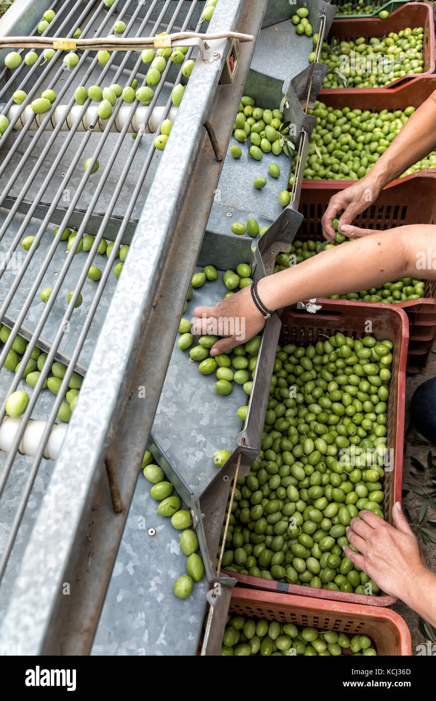 Sorting olives hi-res stock photography and images - Alamy