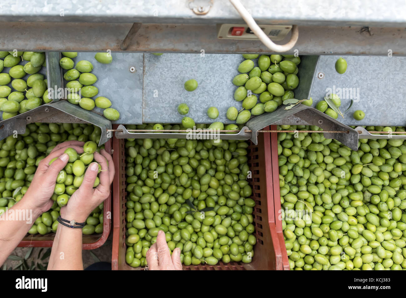 Hand sorting out collected green olives in Chalkidiki, Greece Stock ...