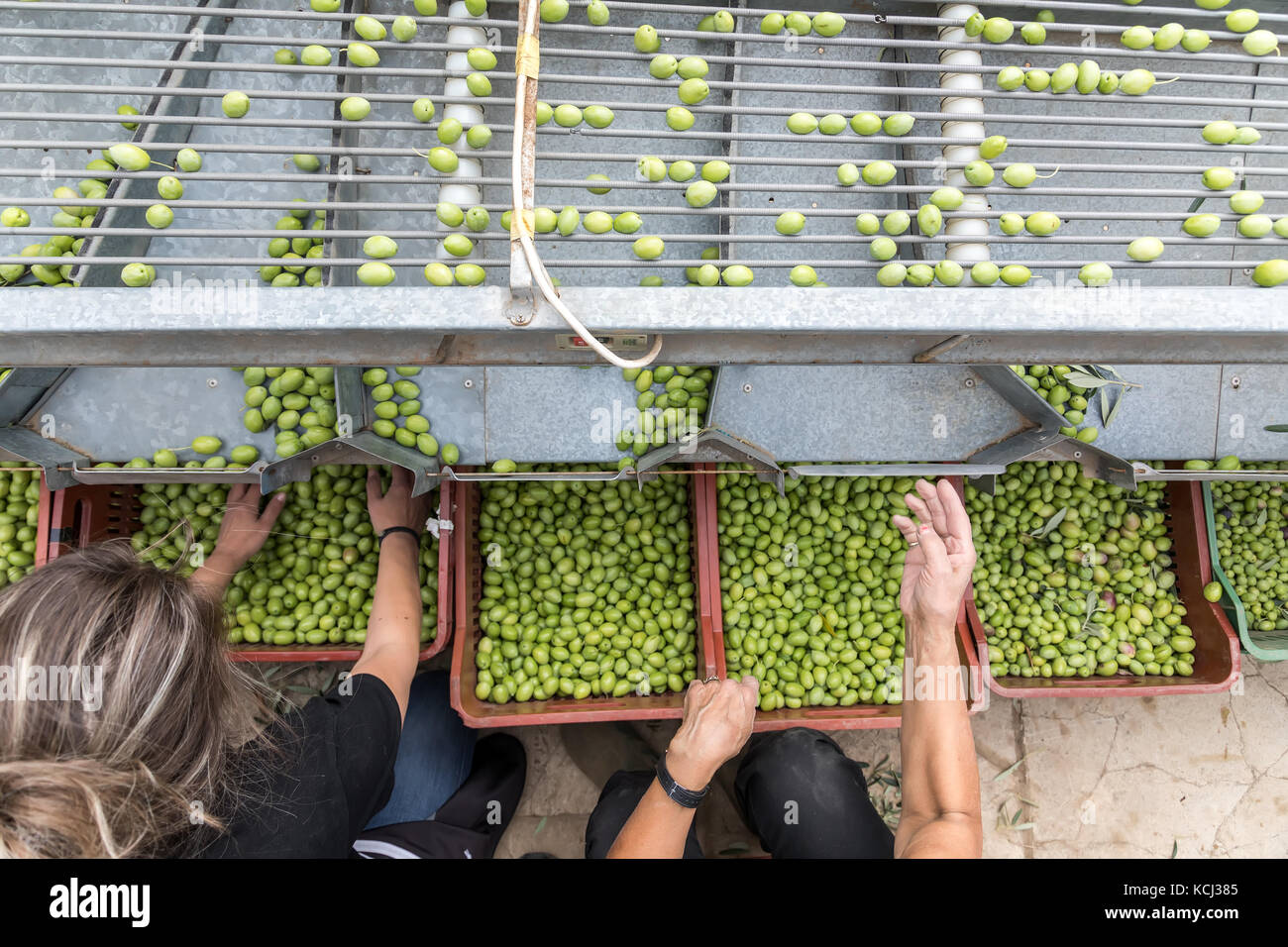Hand sorting out collected green olives in Chalkidiki, Greece Stock ...
