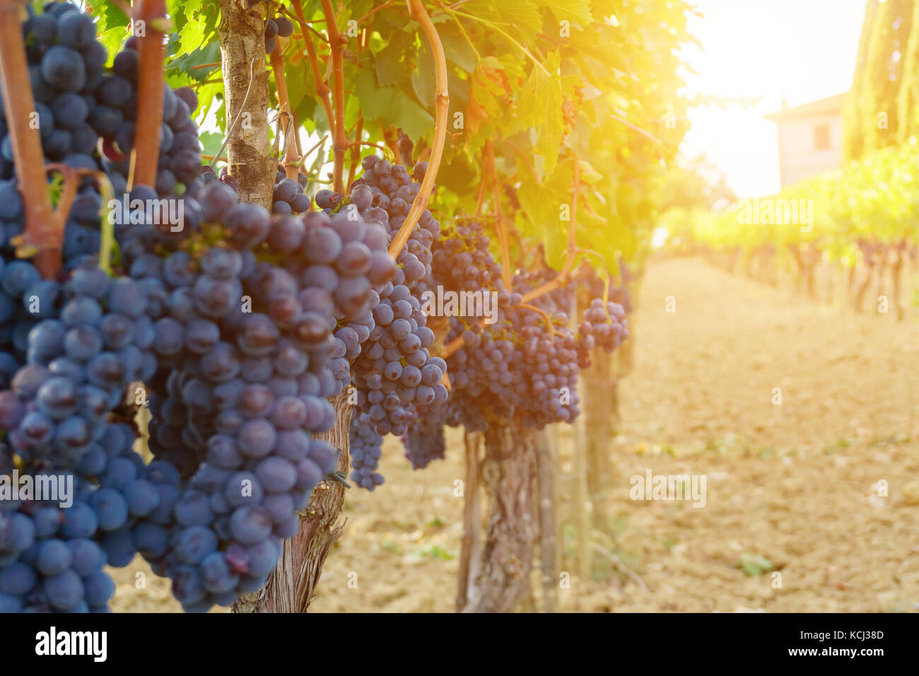 Ripe grapes in fall. autumn harvest Stock Photo - Alamy