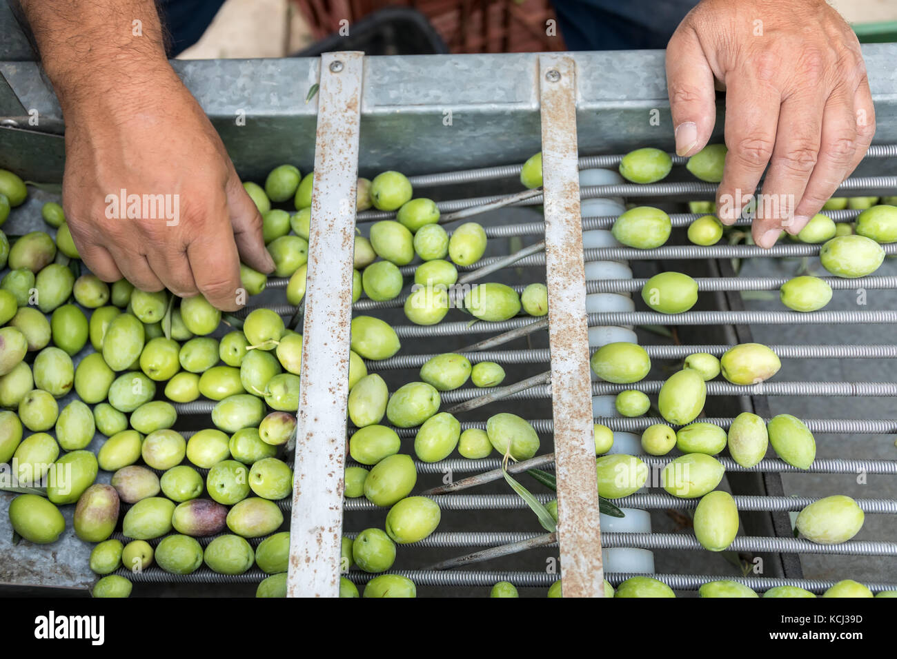 Hand sorting out collected green olives in Chalkidiki, Greece Stock ...