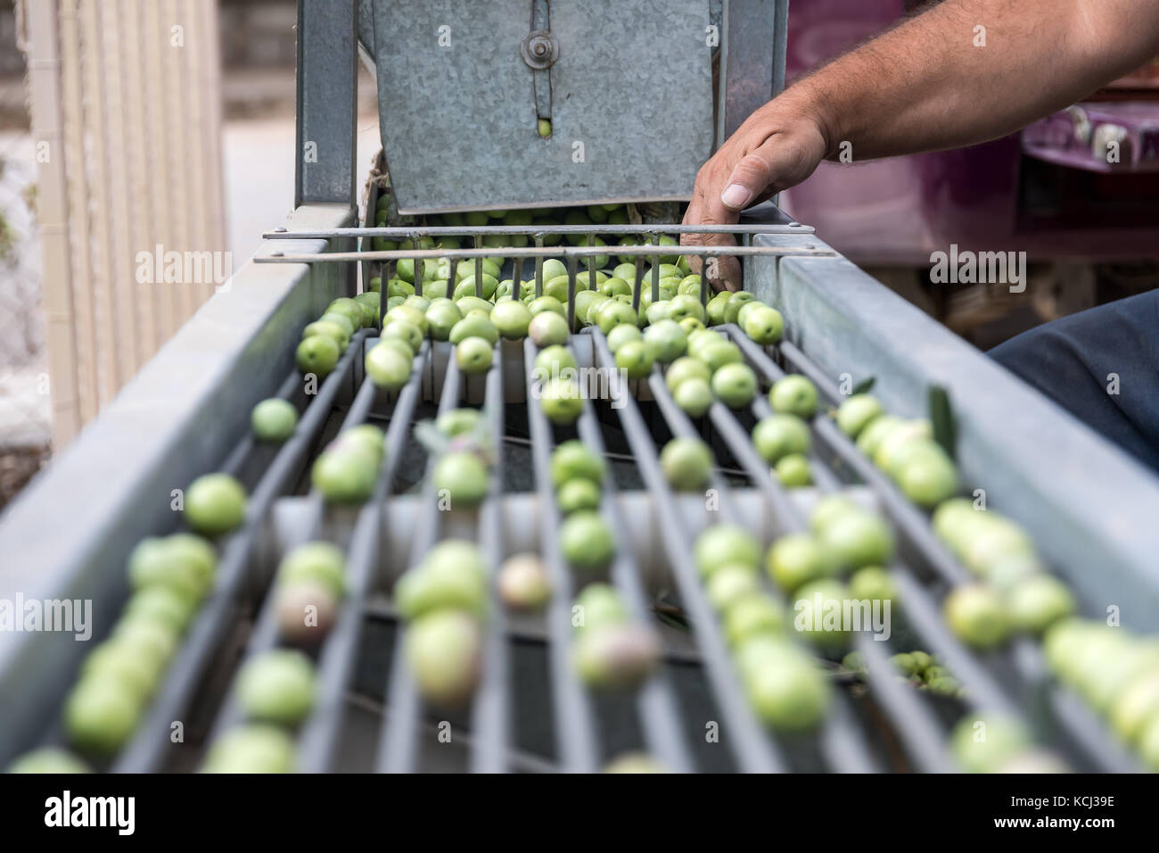 Hand sorting out collected green olives in Chalkidiki, Greece Stock ...