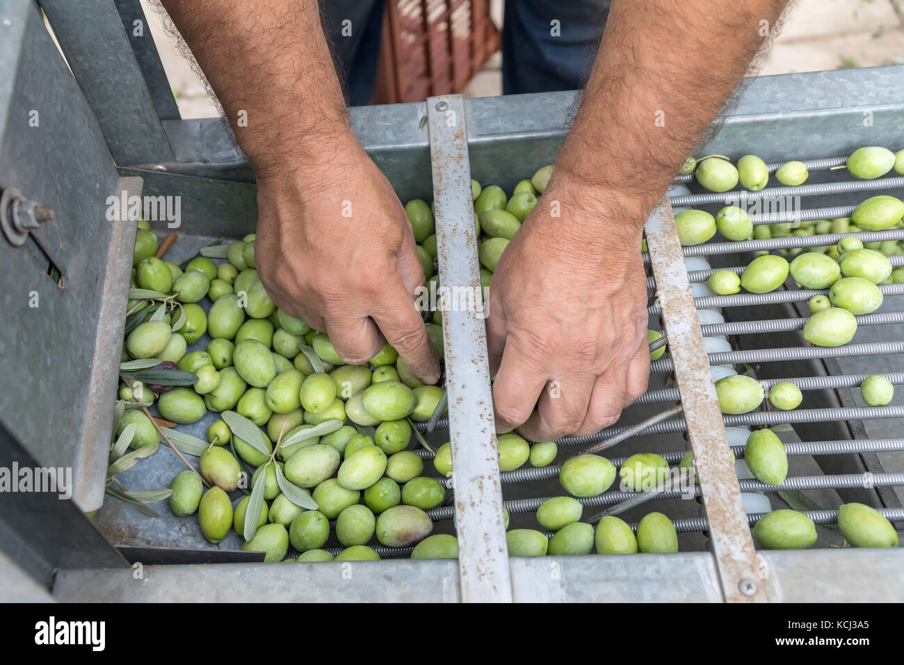 Hand sorting out collected green olives in Chalkidiki, Greece Stock ...