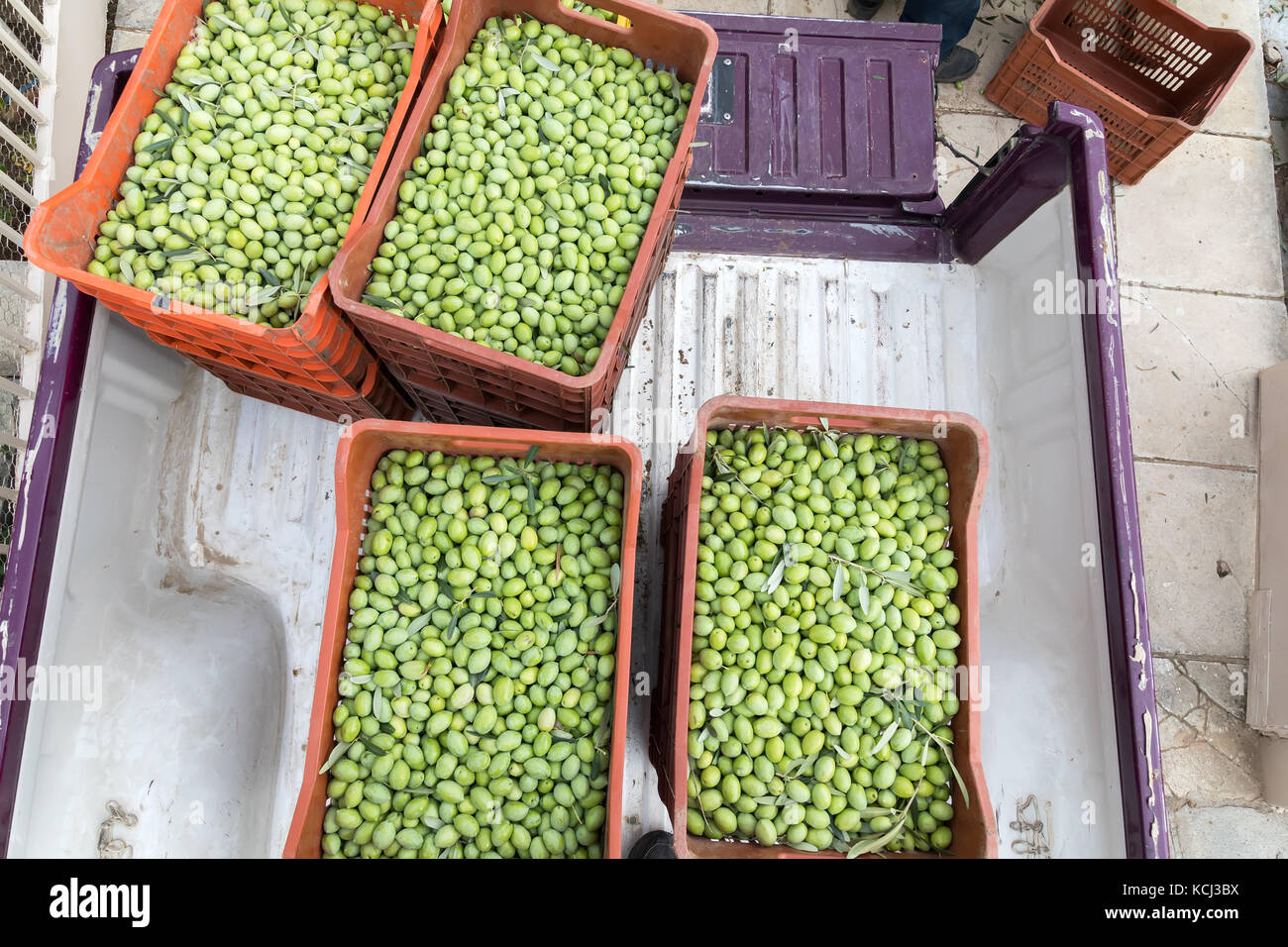 Ripe green olives collected in box Stock Photo - Alamy