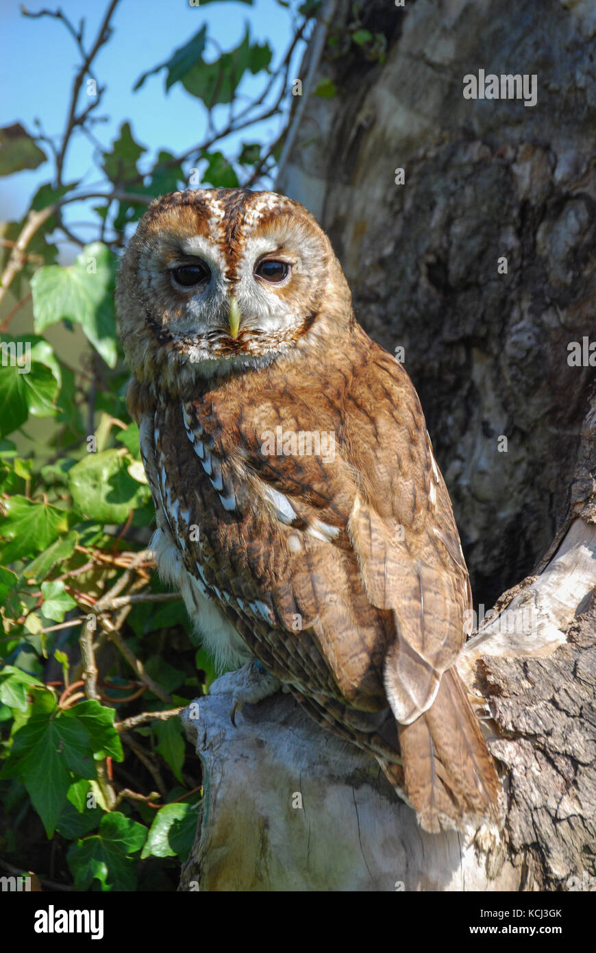 Tawny Owl (Strix aluco) on tree Stock Photo - Alamy