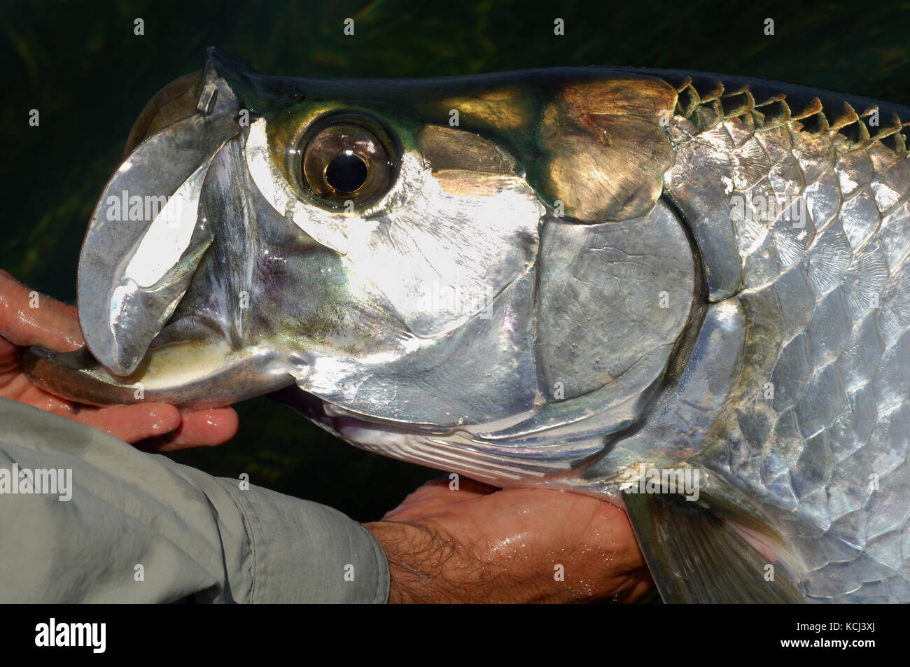 A fisherman holds a juvenile tarpon caught while fishing the remote ...