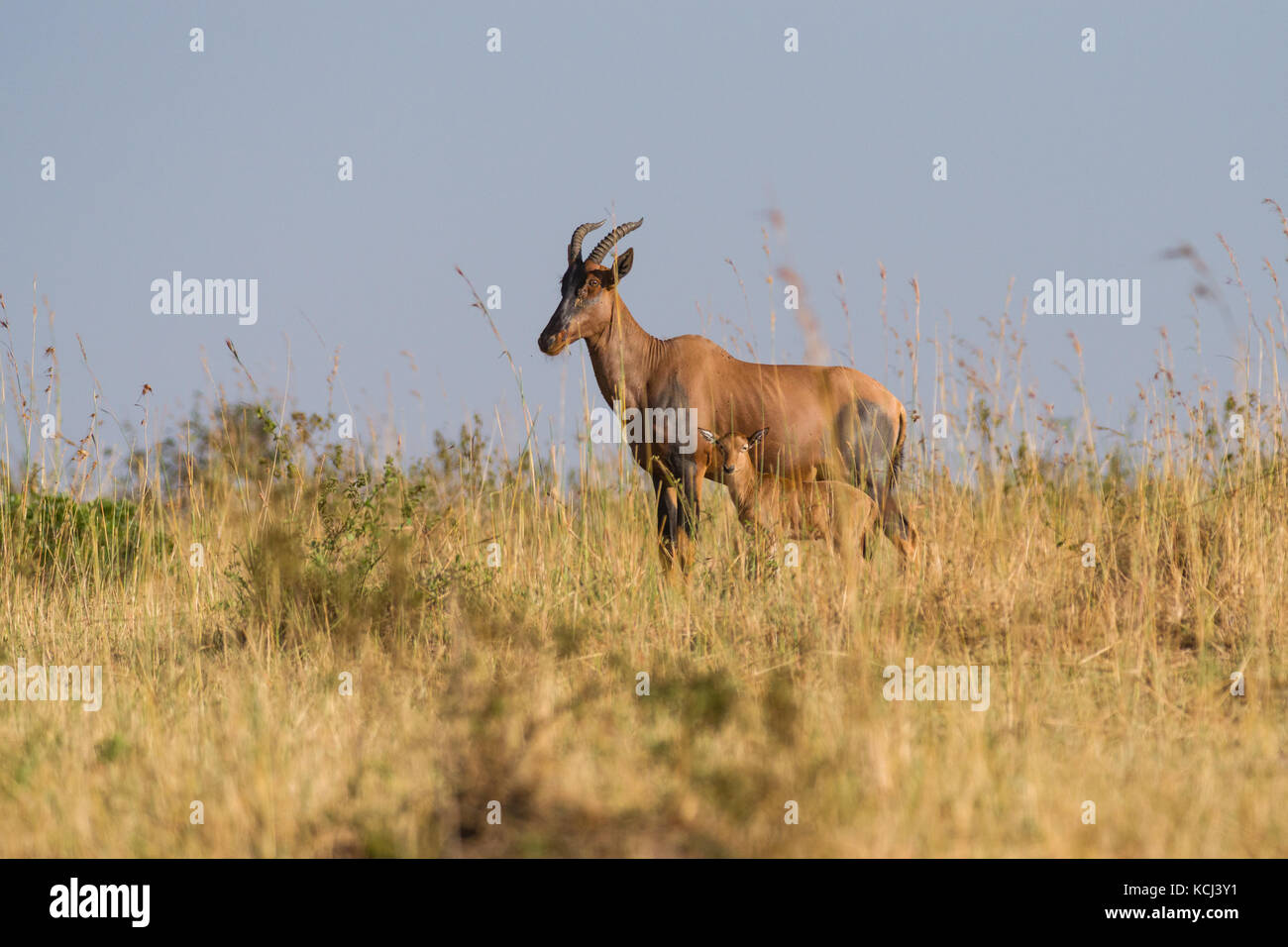 Topi hi-res stock photography and images - Alamy