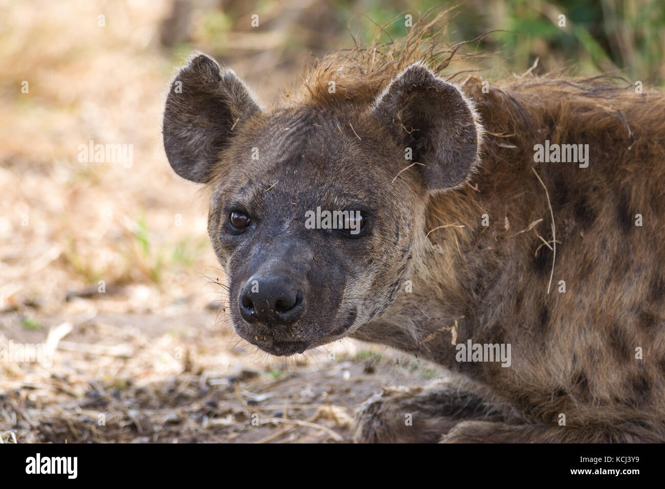 Resting Hyena (Hyaenidae), Masai Mara National Game Park Reserve, Kenya ...