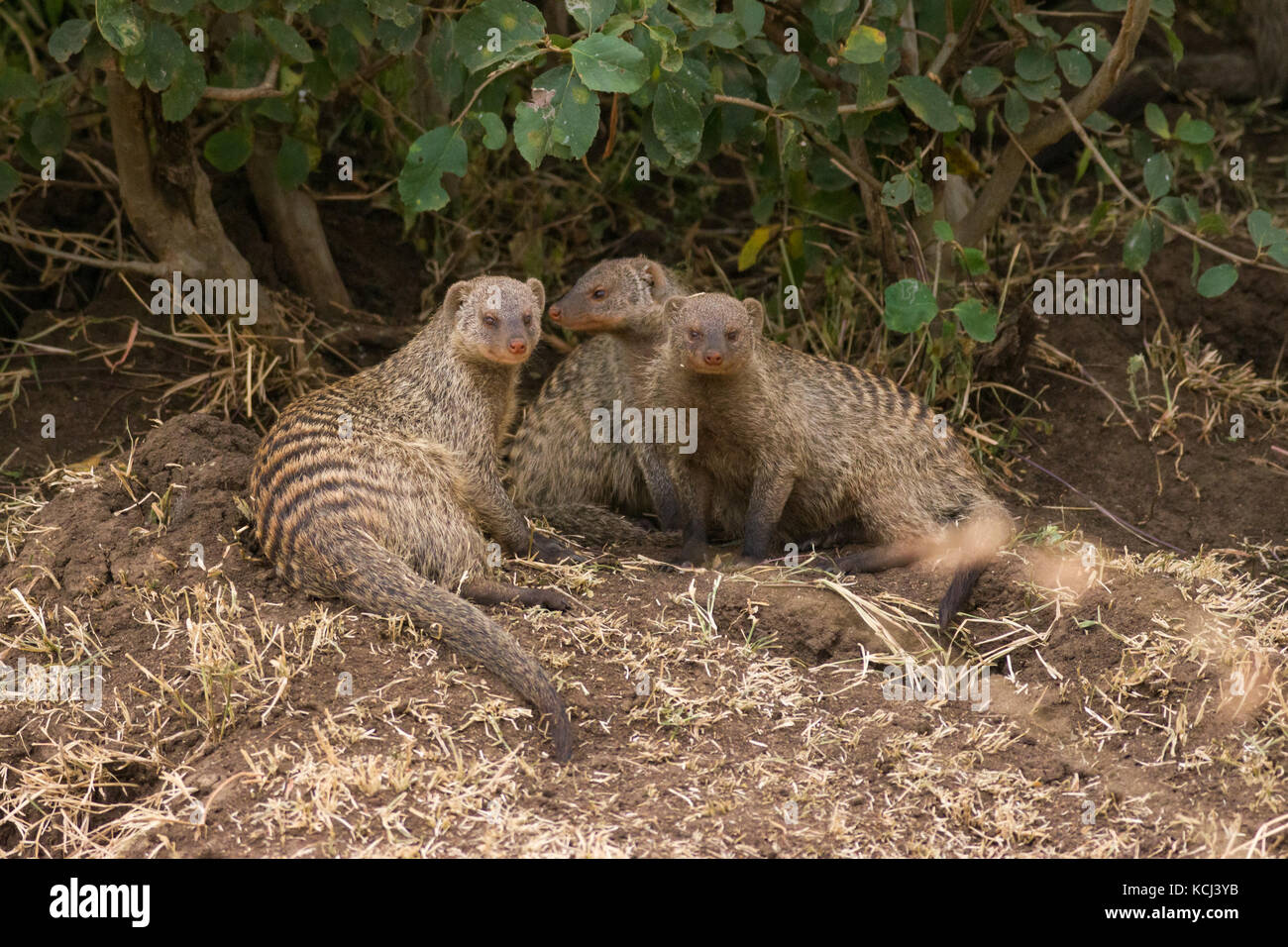 Banded mongoose (Mungos mungo) pack in shade, Masai Mara National Game ...
