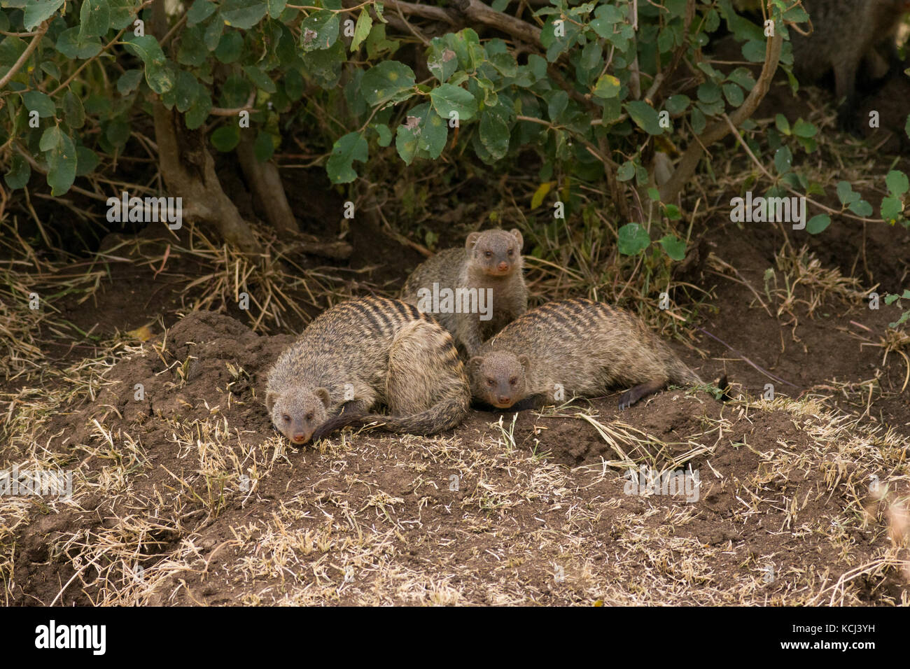 Banded mongoose (Mungos mungo) pack in shade, Masai Mara National Game ...