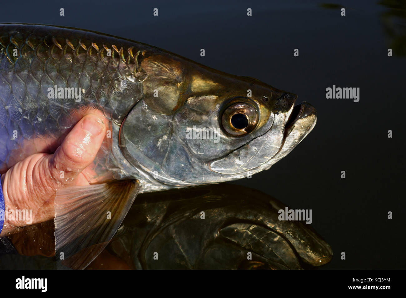 A fisherman holds a juvenile tarpon caught while fishing the remote ...