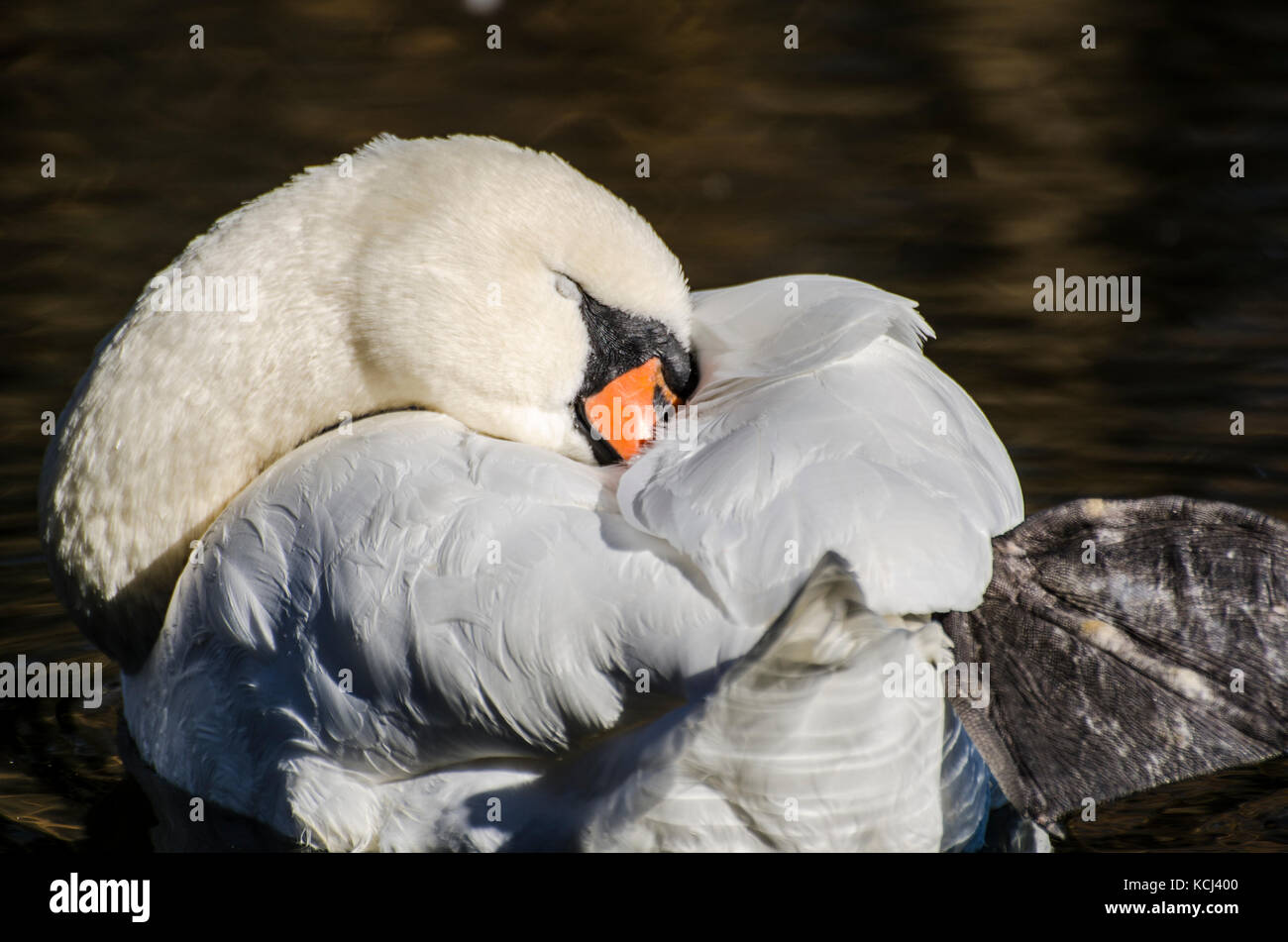Sleeping swan on the lake Stock Photo - Alamy
